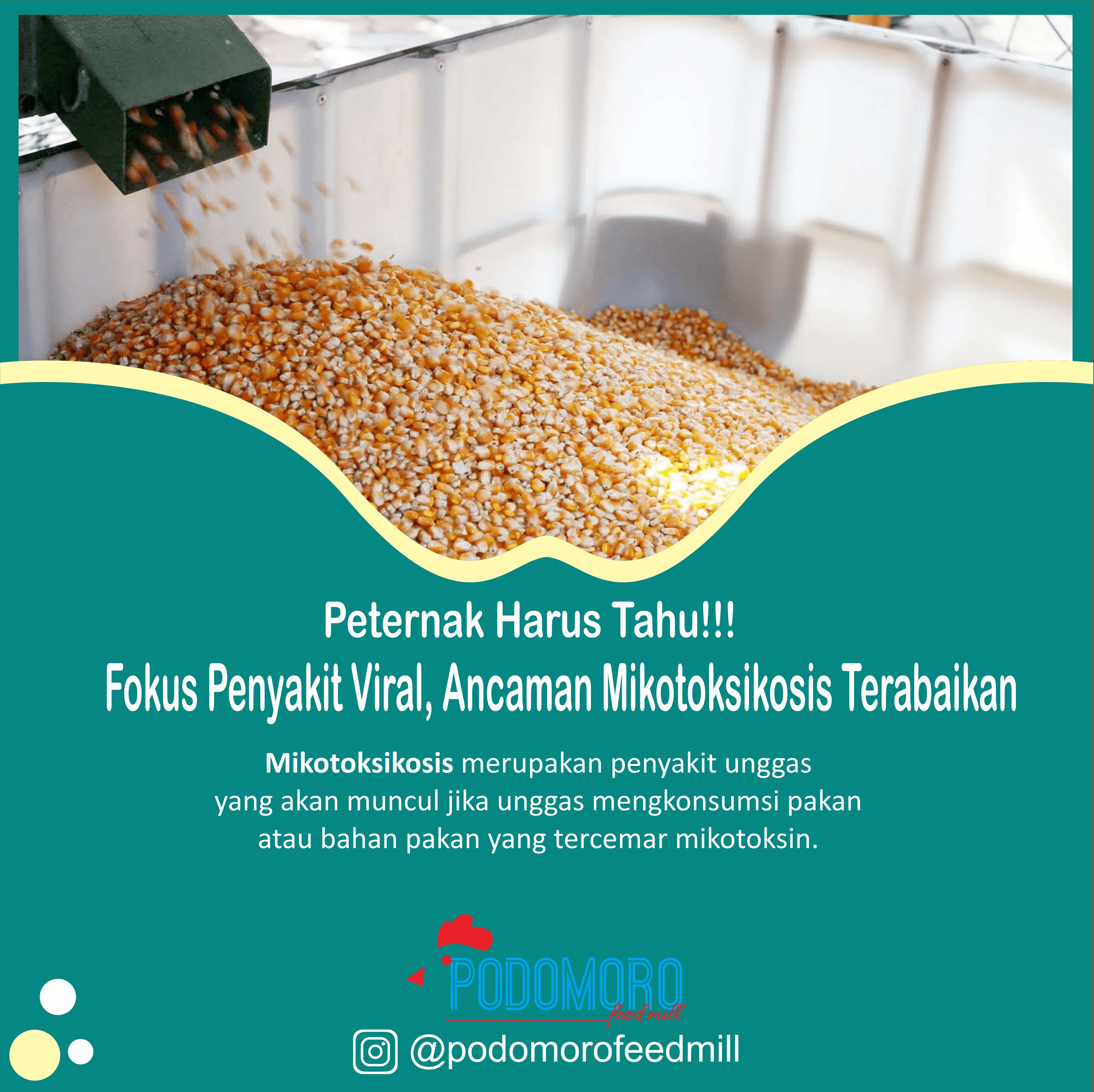 Cara Hitung Performa Ayam Petelur, Podomoro Poultry Equipment