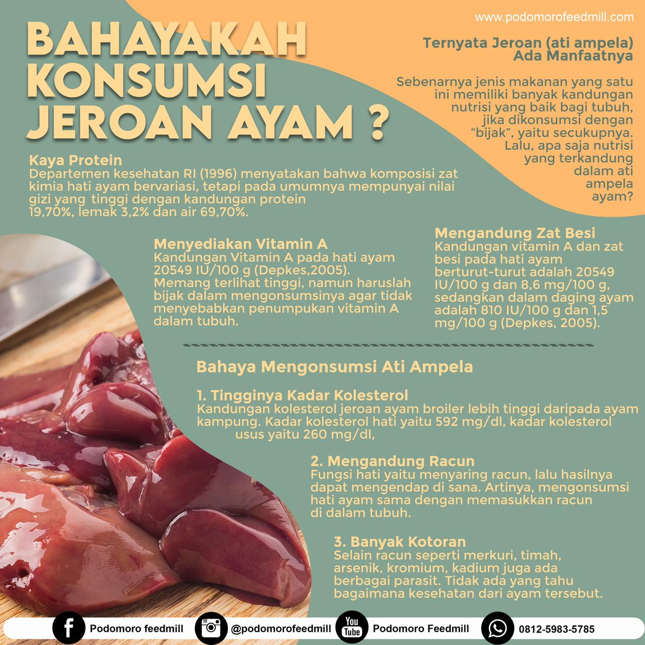 Ternak Ayam Sistem Mandiri Apa yang Perlu Disiapkan , Podomoro Poultry ...